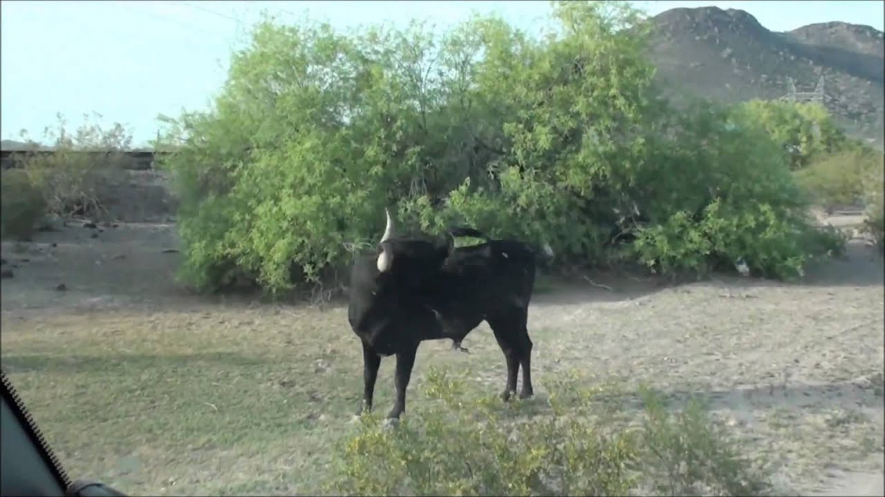 HUGE BULL found in the middle of the desert - Look at those horns ...