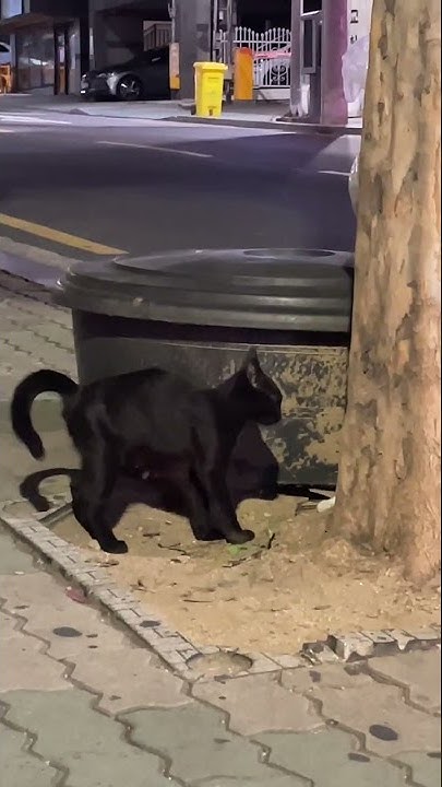 나무 뒤에 공간 있어요 고양이도 있어요 隠れる Hide Catvideos Shorts Youtube