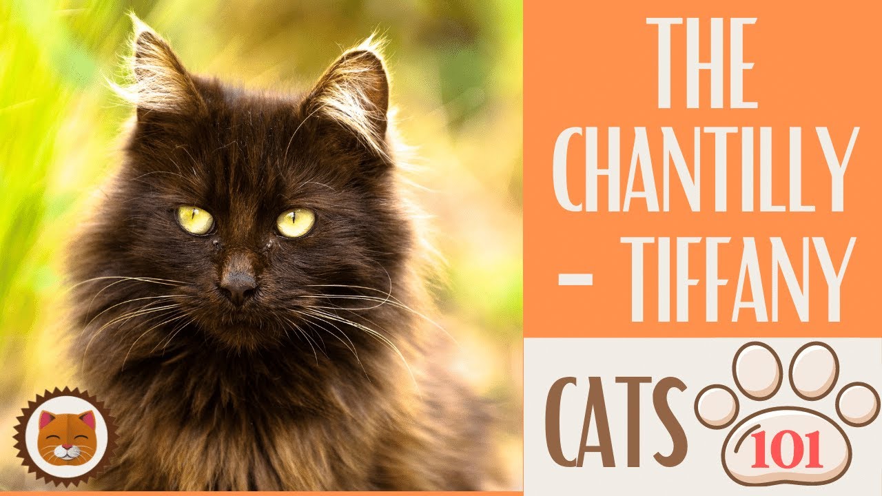 🐱 Cats 101 🐱 CHANTILLY-TIFFANY - Top Cat Facts about the CHANTILLY ...