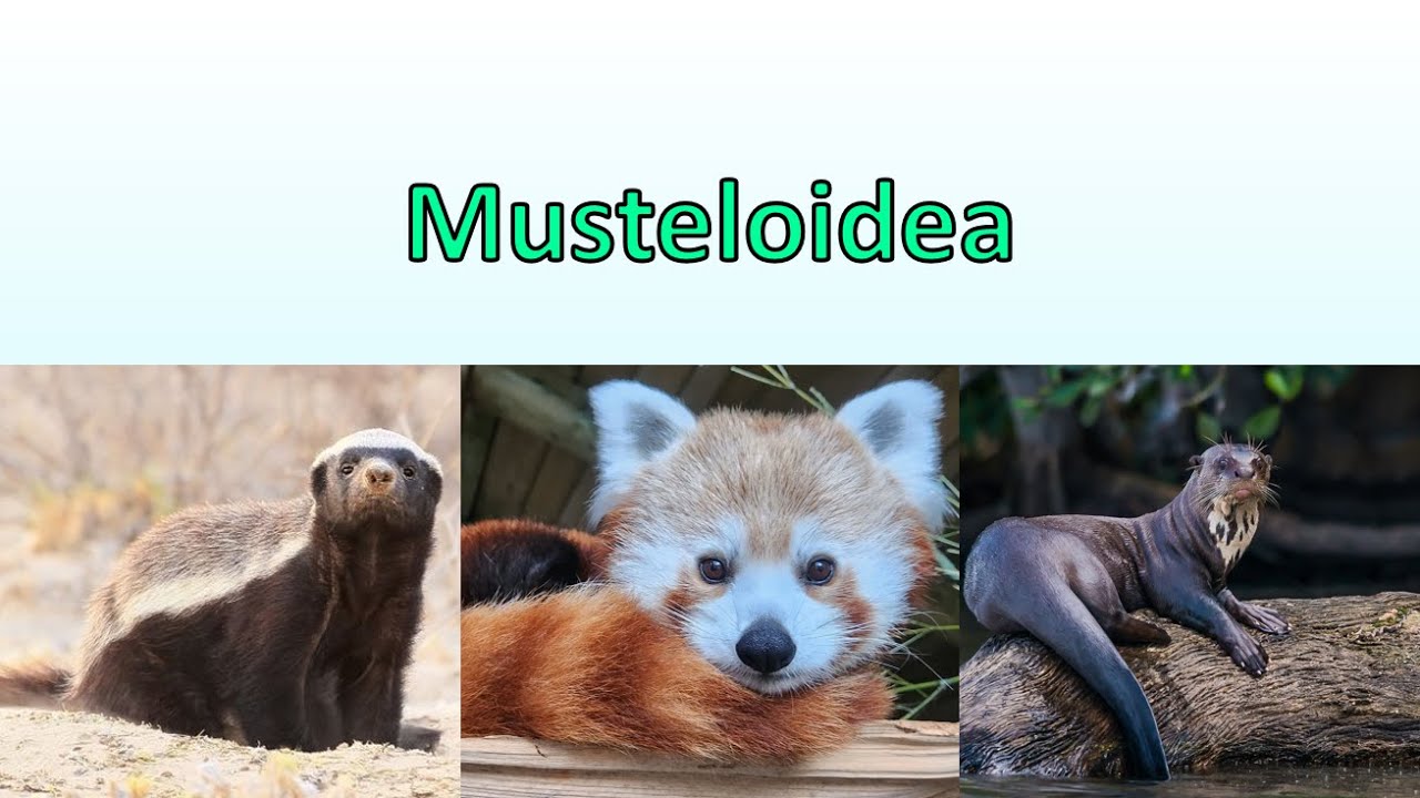 Neither cats, nor dogs, but just as cool as both | The Musteloidea ...