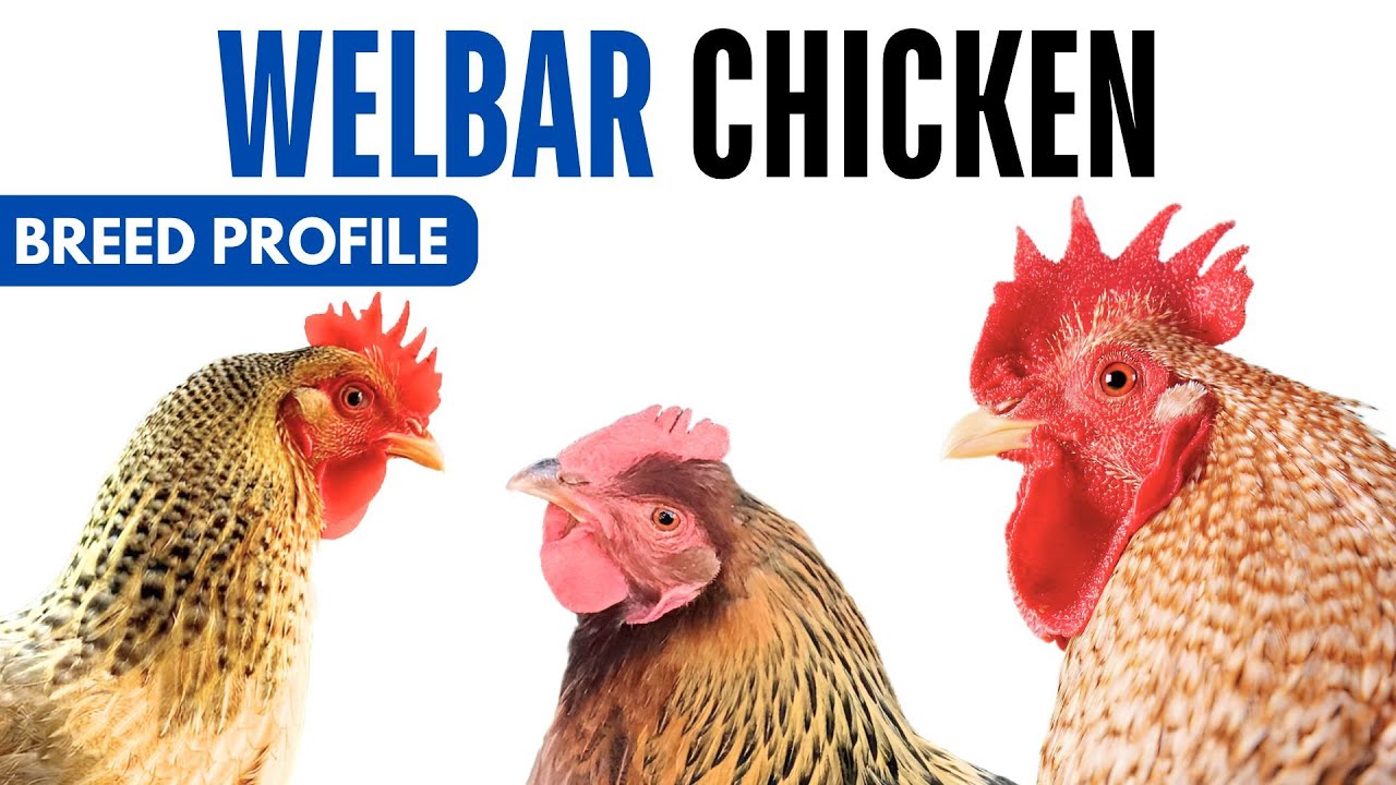 Welbar Chicken Breed Profile History Health Issues - Welbar Chicken Egg ...