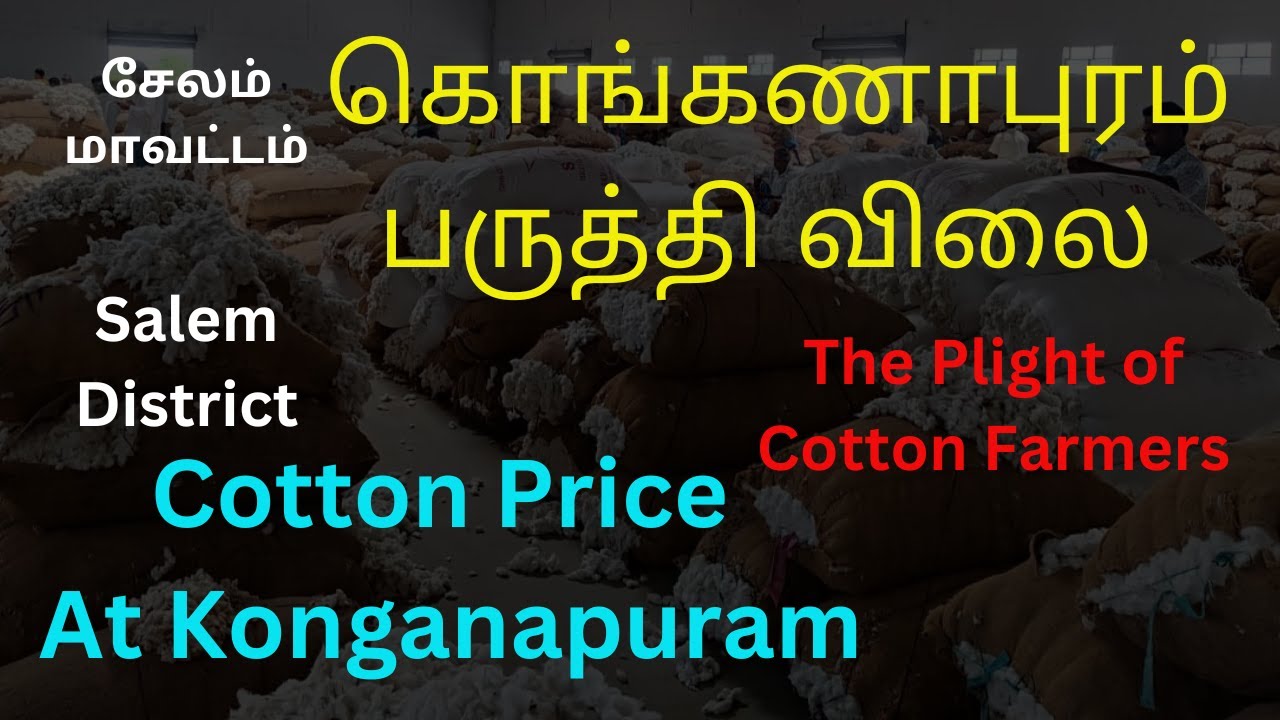 Cotton Stocks | The Plight of Cotton Farmers | Konganapuram Cotton ...