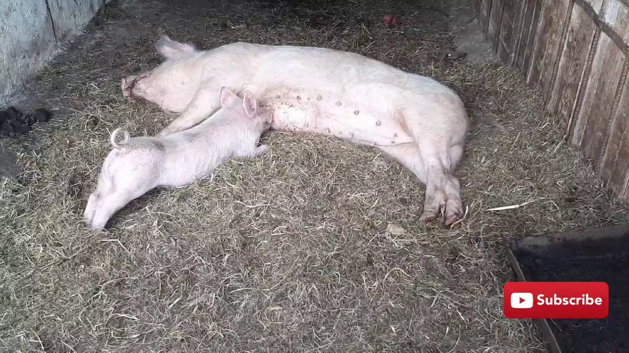 2 months old Pig drinking milk from mommy - YouTube
