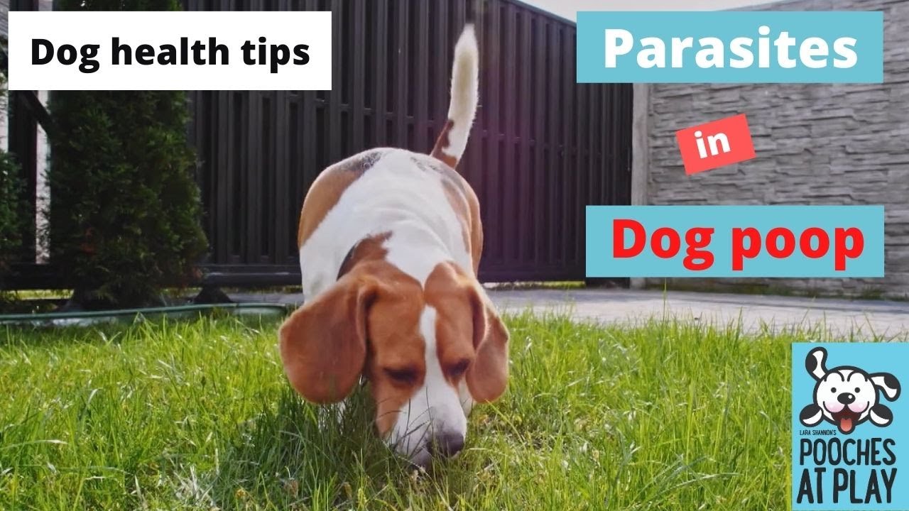 How to Recognise and treat Parasites in dog poop | S7 Ep3 | Pooches at ...