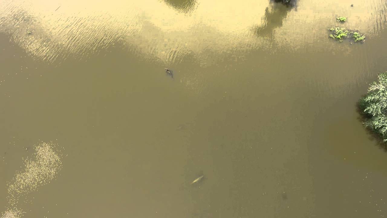 7 foot alligator gar viewed from the drone. - YouTube