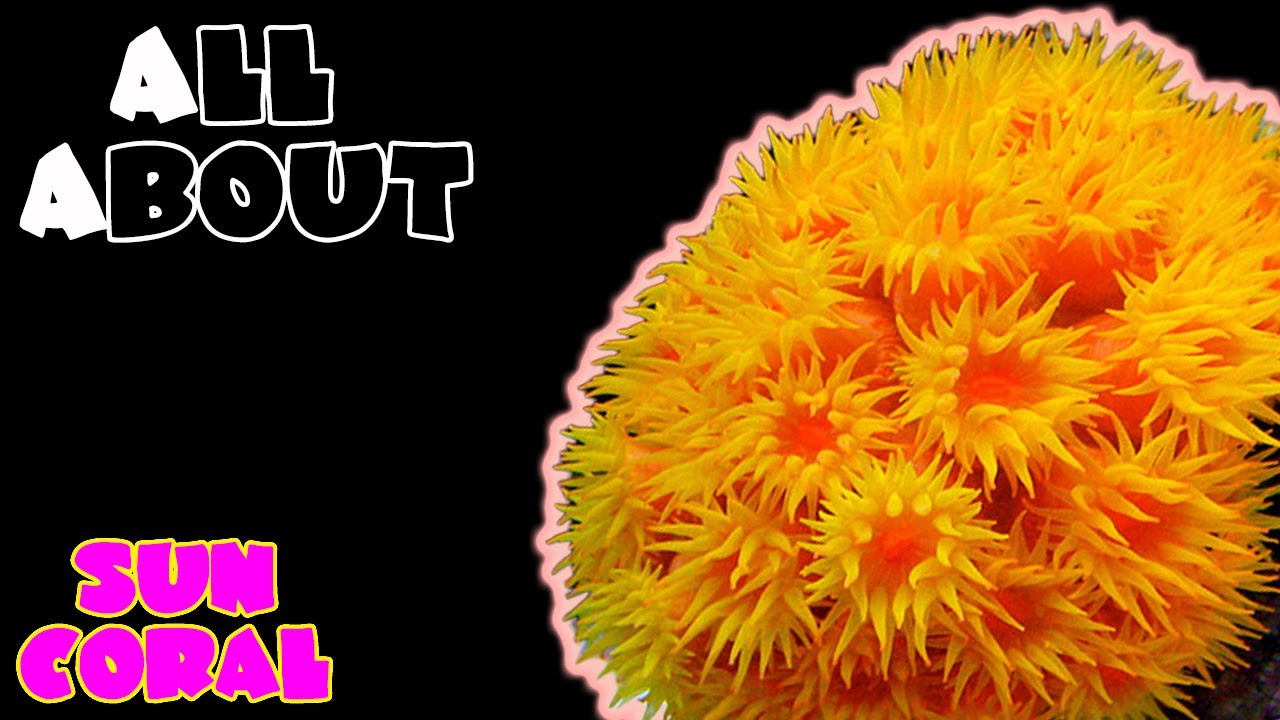 All About The Sun Coral or Tubastraea or Yellow Cup Coral or Sun Polyp ...