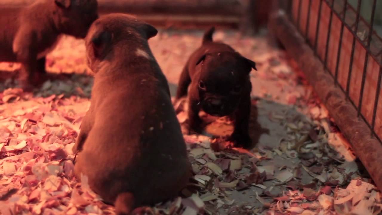 4x Miagi Puppies Mini Exotic Bullies $8K-$25K www.jbbullies.com - YouTube