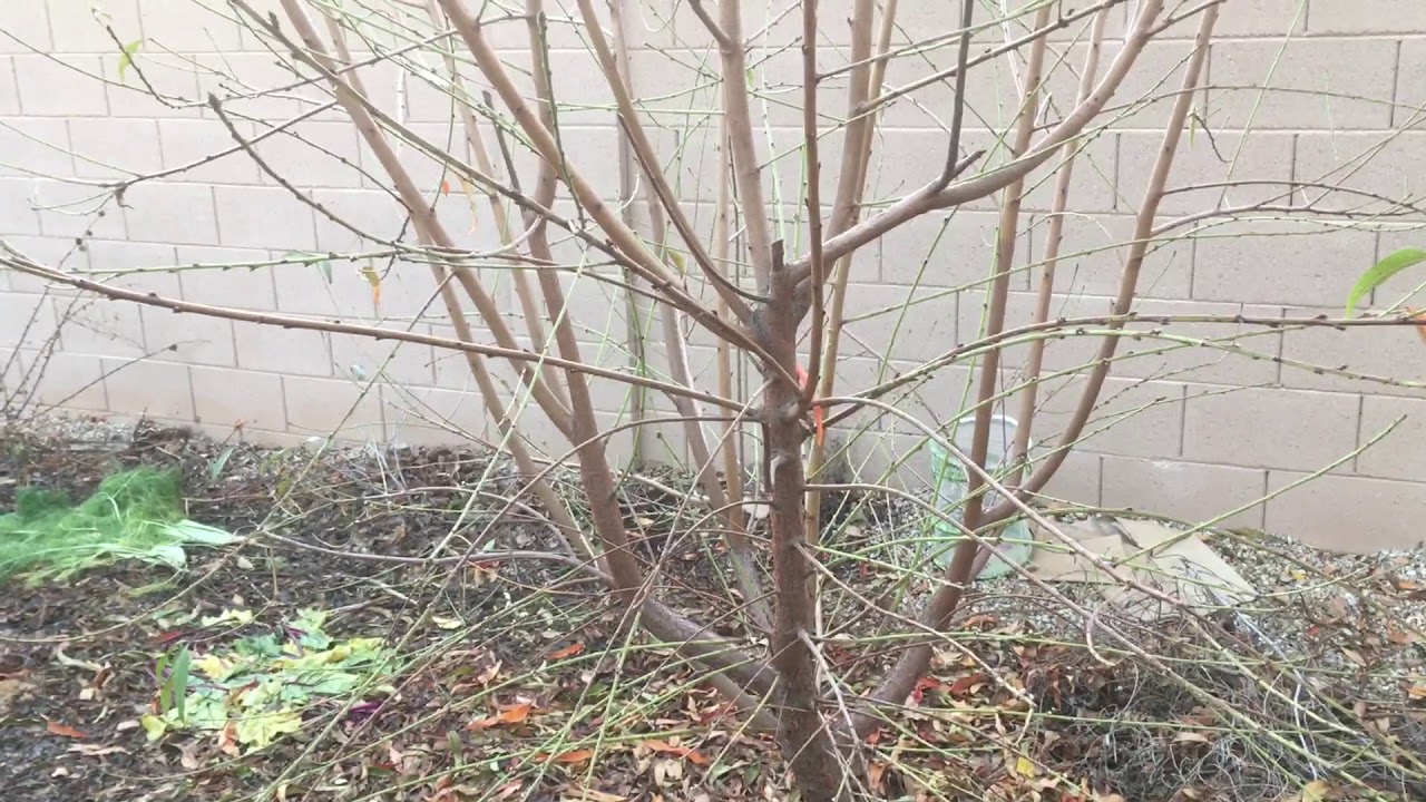 Tips for Pruning Peach Trees and Plum Trees - YouTube