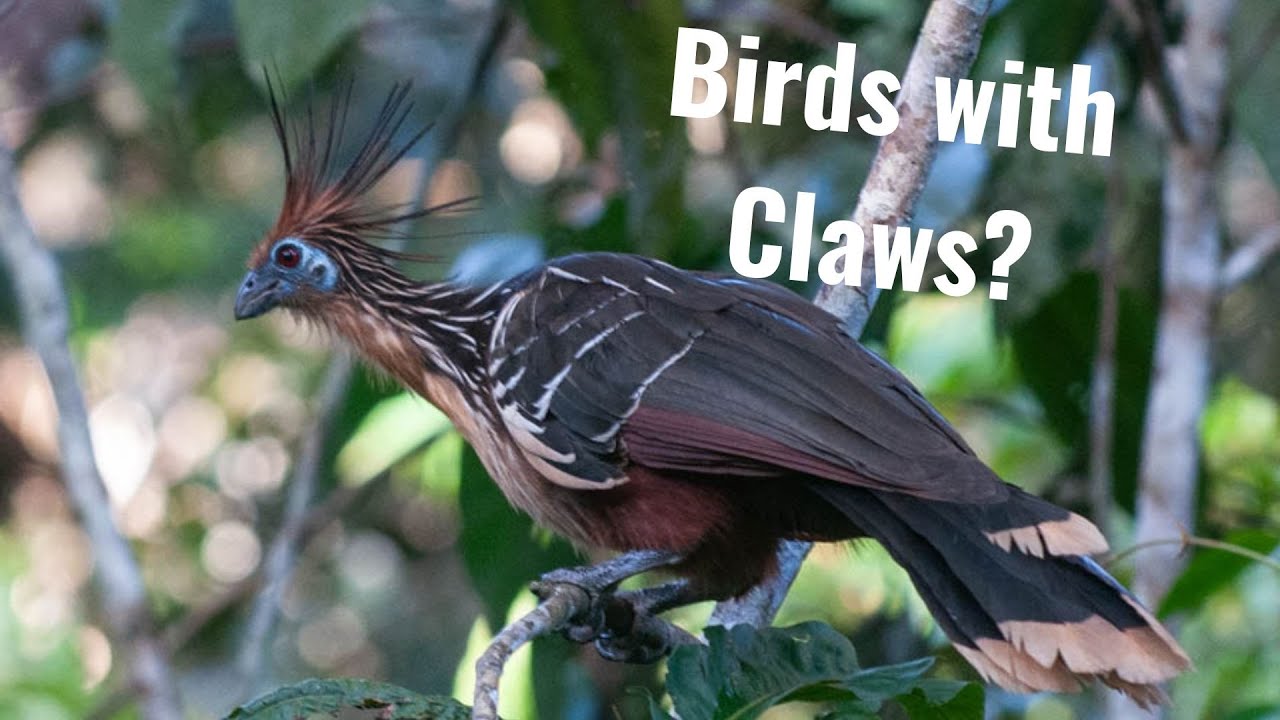 The Biology and Evolution of Hoatzins - YouTube