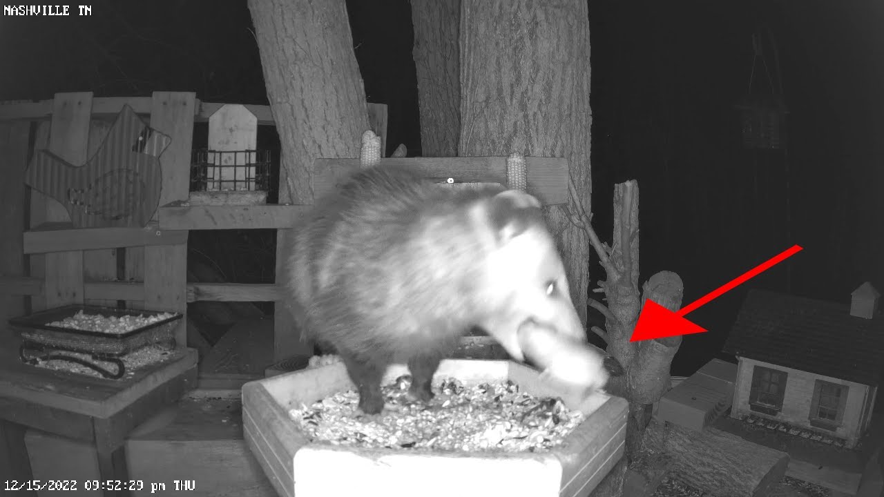 We COOKED Chicken for HUNGRY Wild Opossum! - YouTube