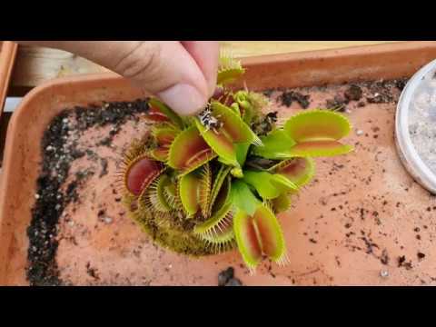 Feeding 11 Locusts to 11 Venus Flytrap Traps - YouTube
