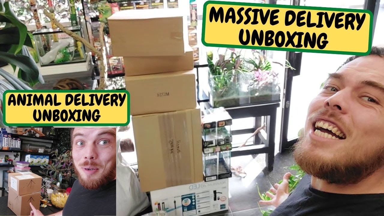 Animal Delivery Unboxing And Another Massive Delivery Unboxing (Snake ...