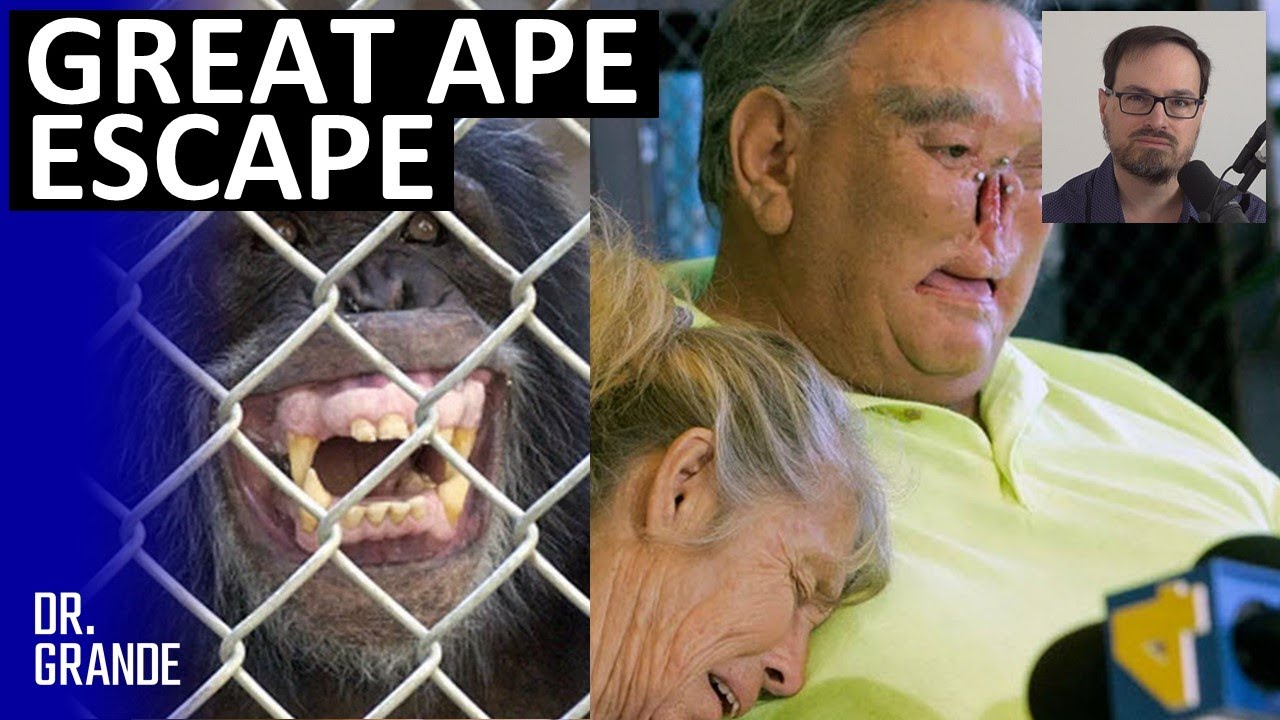 Chimpanzee Attachment Leads to Nose and Genital Removal | St. James ...