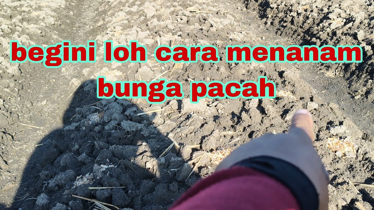 cara menanam bunga pacah / pihong part 1 - YouTube