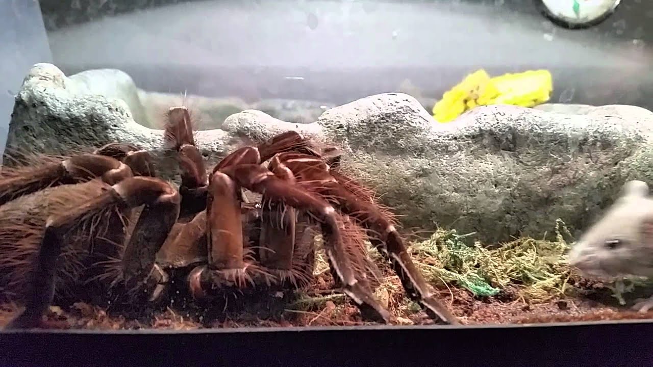 Burgundy Goliath bird eater FEEDING CLOSE UP - YouTube
