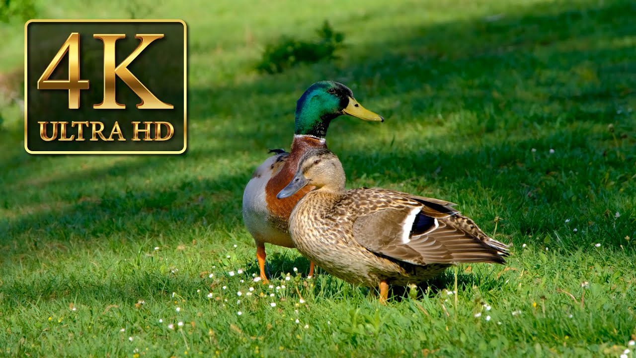 Ducks (NO copyright 4K footage) - YouTube