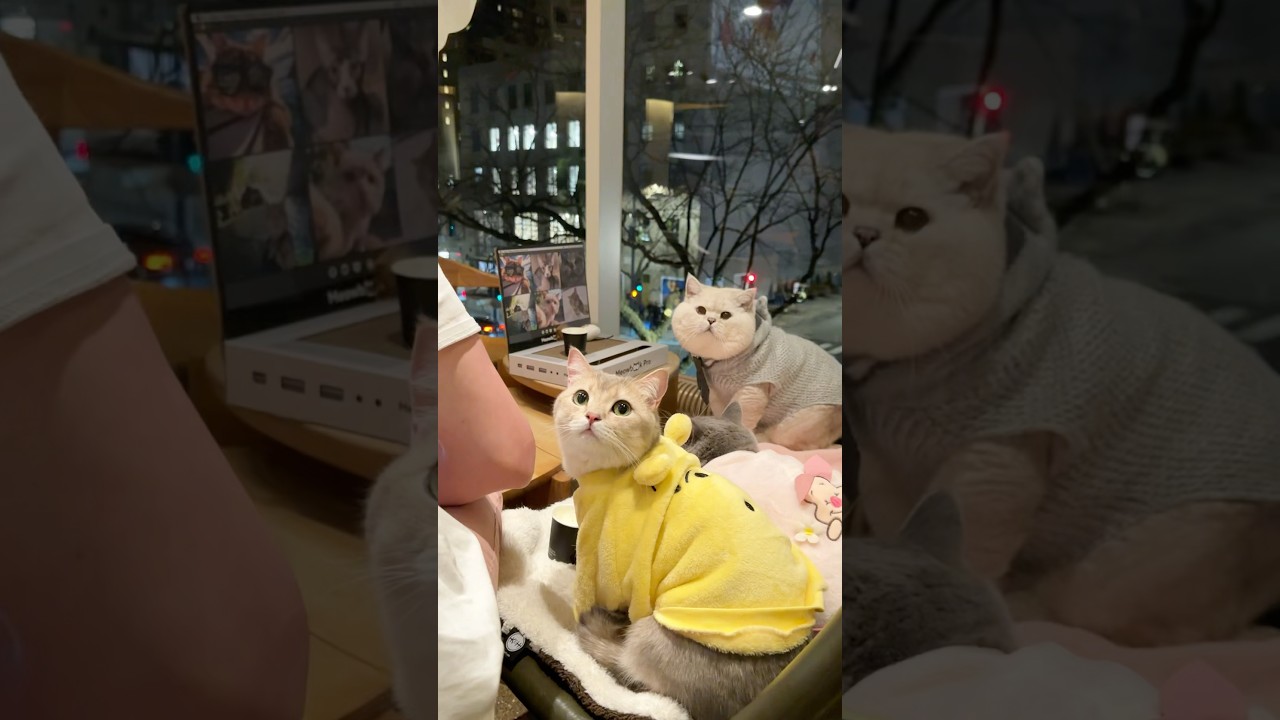 Our cats are the best co-workers @LorettaBritishCat ⁠ #cats #starbucks ...