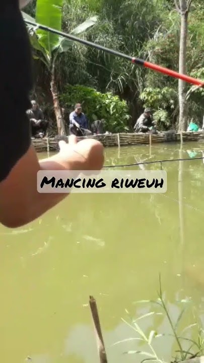 mancing riweuh ikan mas di empang dengan para suhu sangat seru,, - YouTube