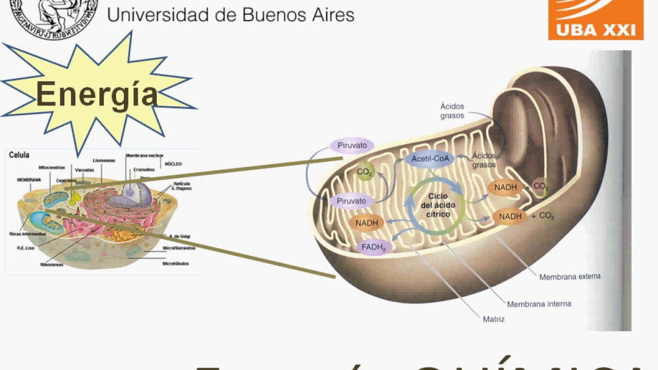 Seminario 10 - parte 1 - Biología e Introducción a la Biología Celular ...