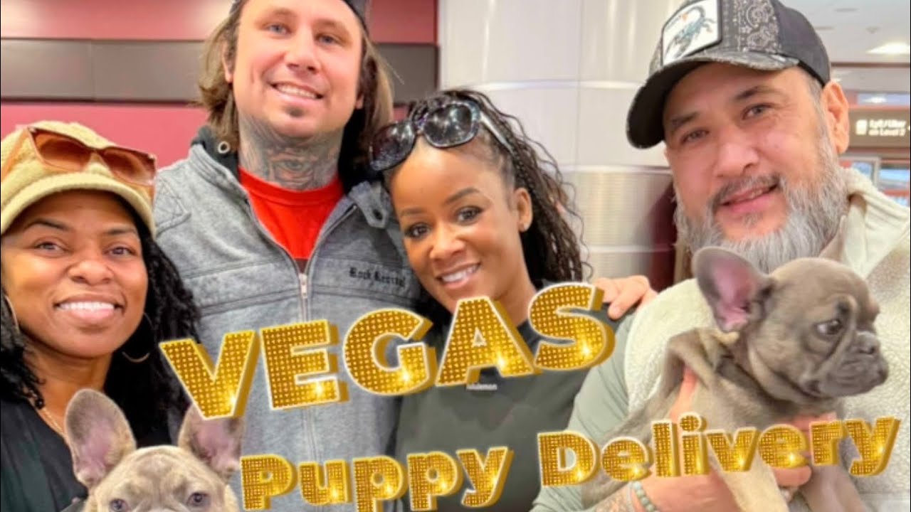 VEGAS Frenchie Delivery March 2025 - YouTube