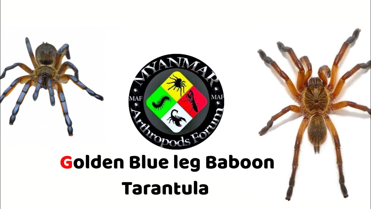 Golden Blue Leg baboon Tarantula MMSUB - YouTube