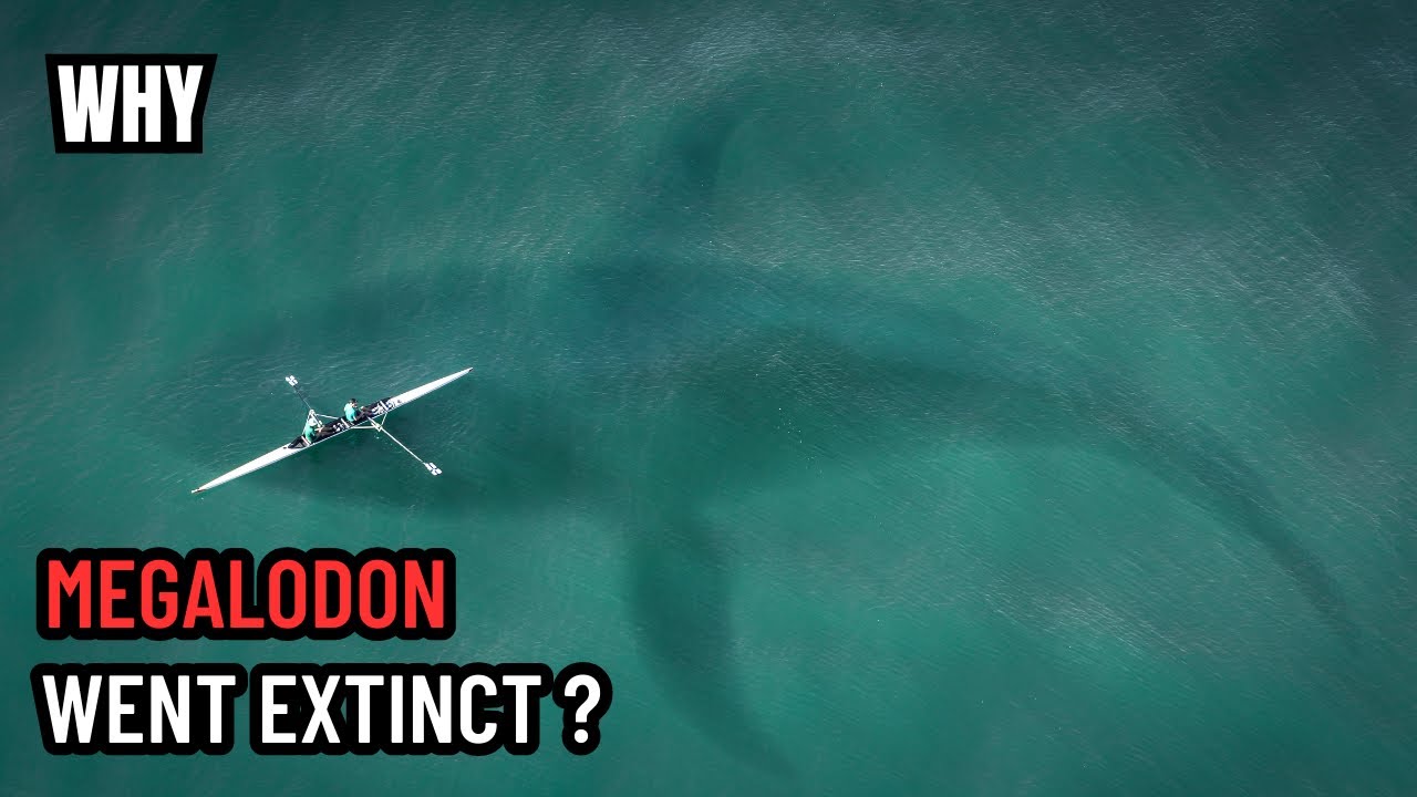 Why Did the Megalodon Shark Go Extinct - Megalodon Extinction Theories ...