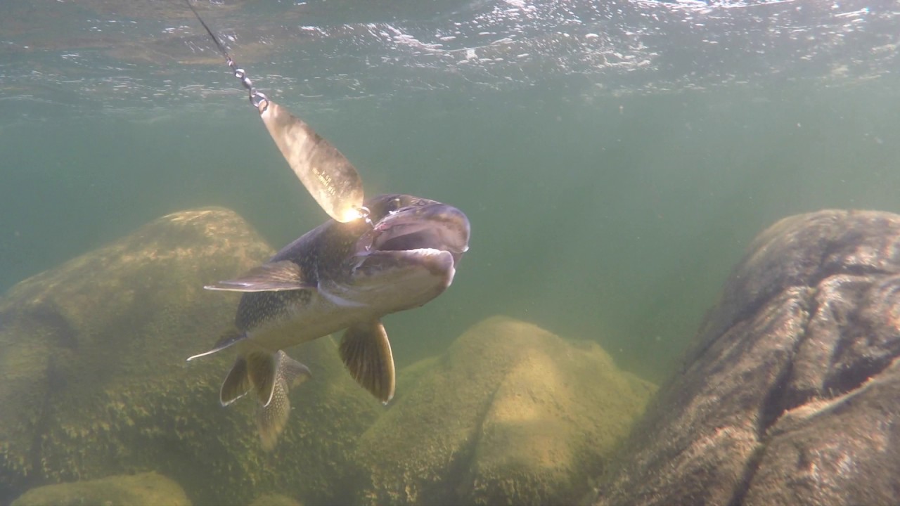 Back River Fishing - YouTube