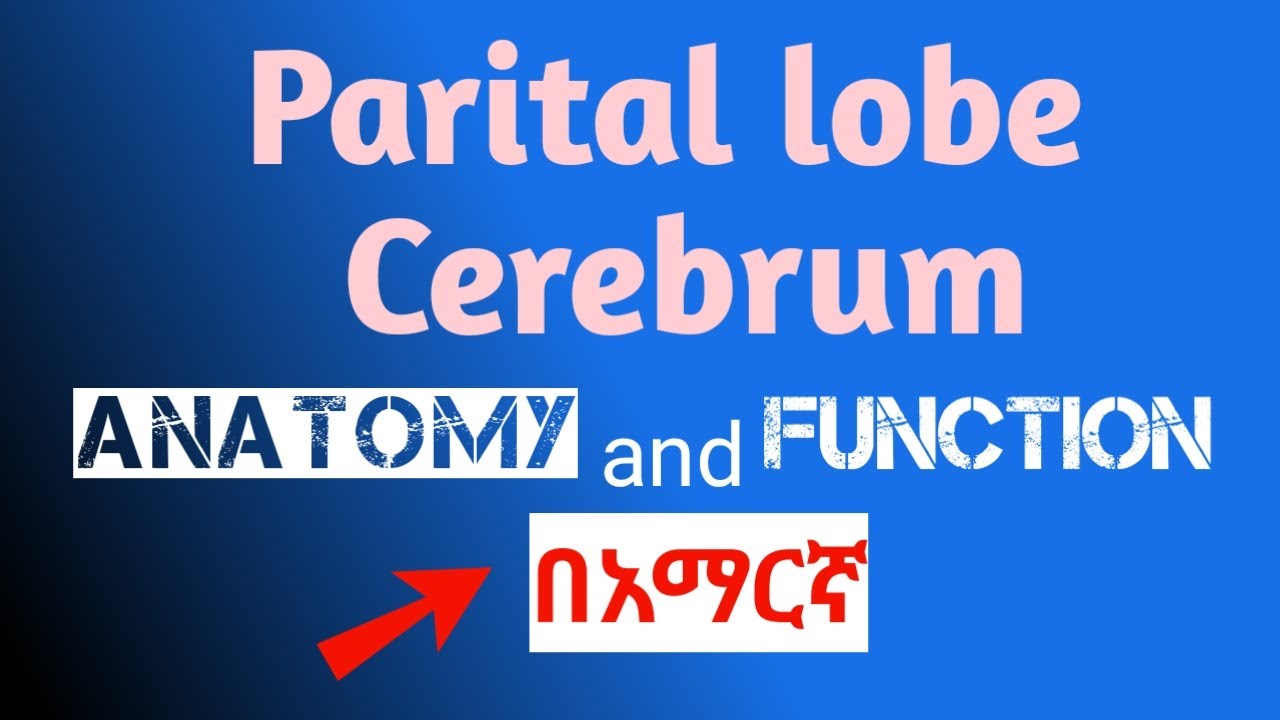 Parital lobe Cerebrum neuroanatomy functional area in amharic በአማርኛ ...