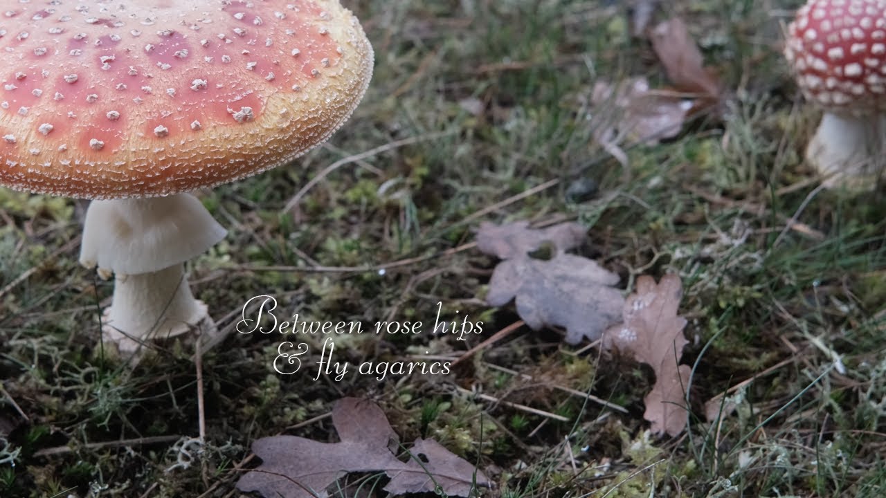 Between rose hips & fly agarics - YouTube