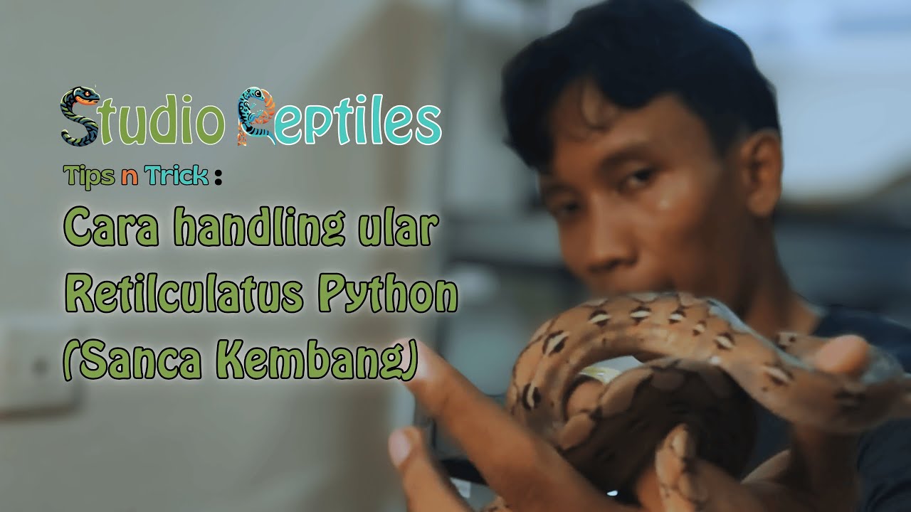 Tutorial cara handling ular Reticulatus Python (Sanca Kembang) - YouTube