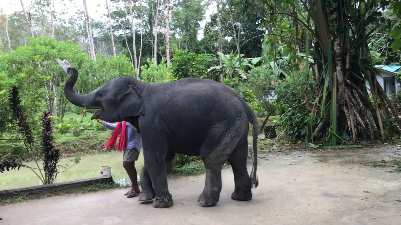 Elephant Ride at Phuket (2 years old boy rides elephant) - YouTube