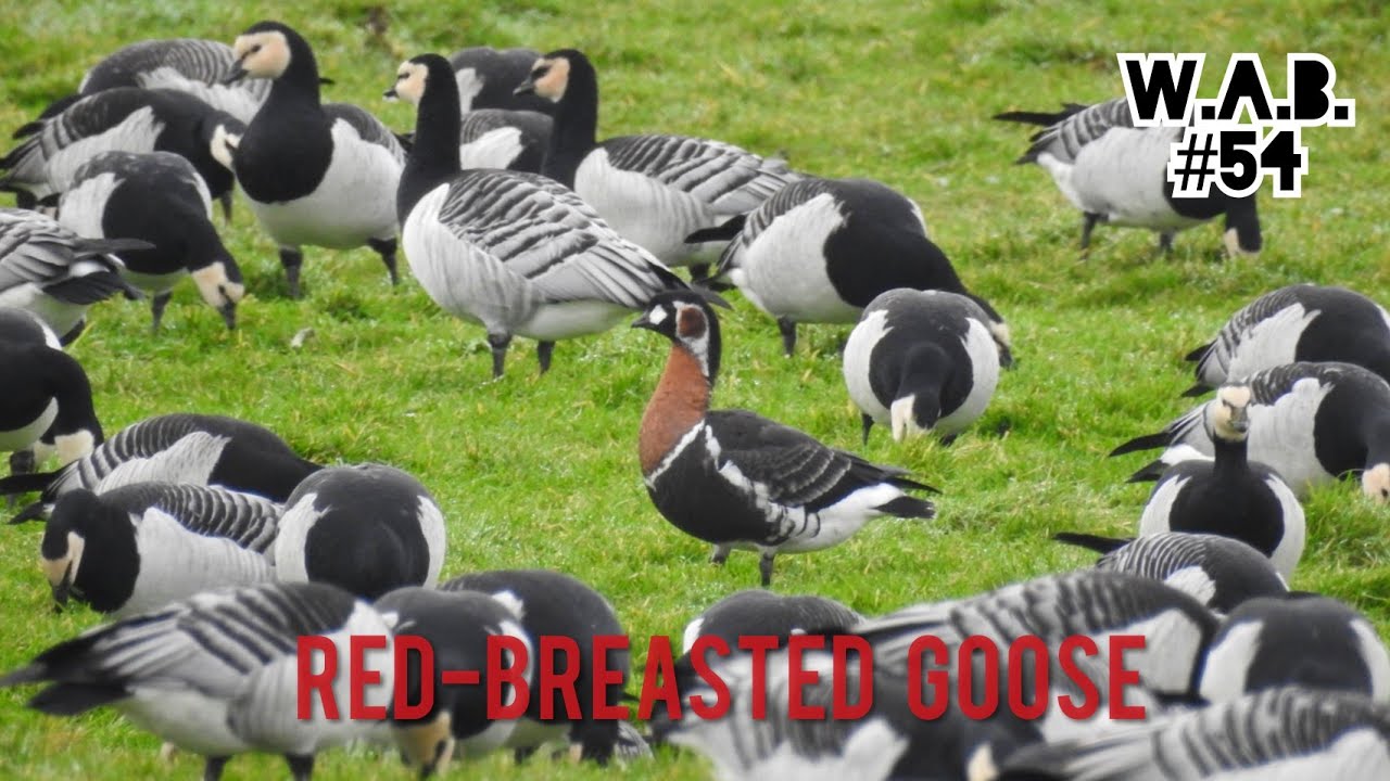DISCOVERY of a rare RED-BREASTED GOOSE | Den Oever, The Netherlands ...