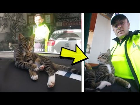 Köpekten Kaçan Kedi Polise Sığınarak Kurtuldu
