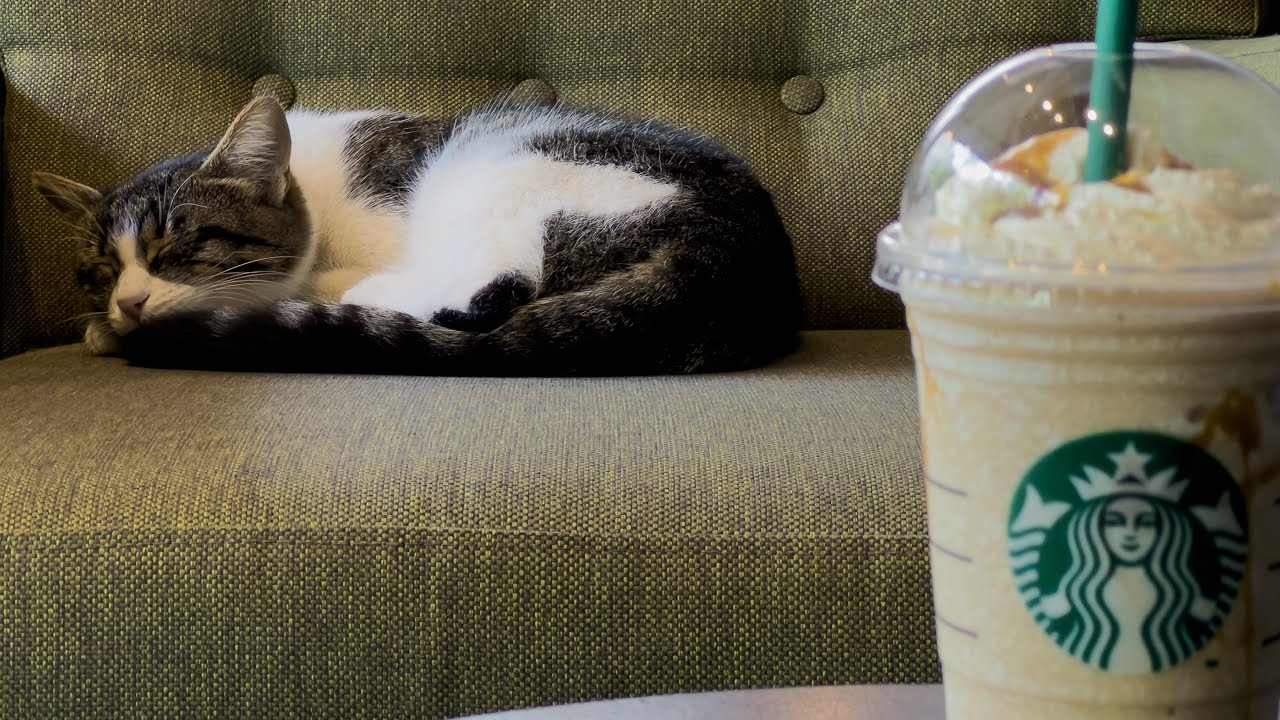 A Sleeping Cat in Starbucks - YouTube