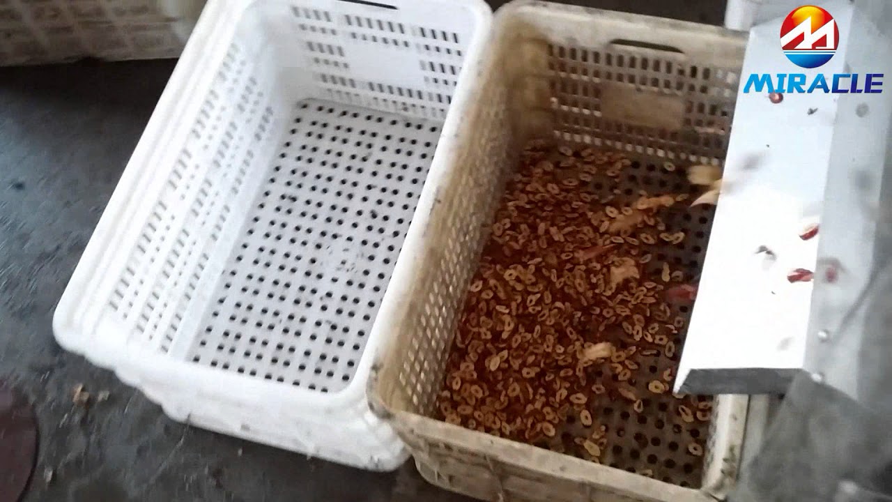 Fresh olive slice machine, olive cutting machine, date slicer - YouTube