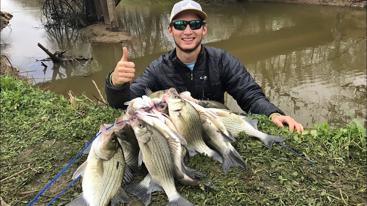 White Bass Overload!! - YouTube