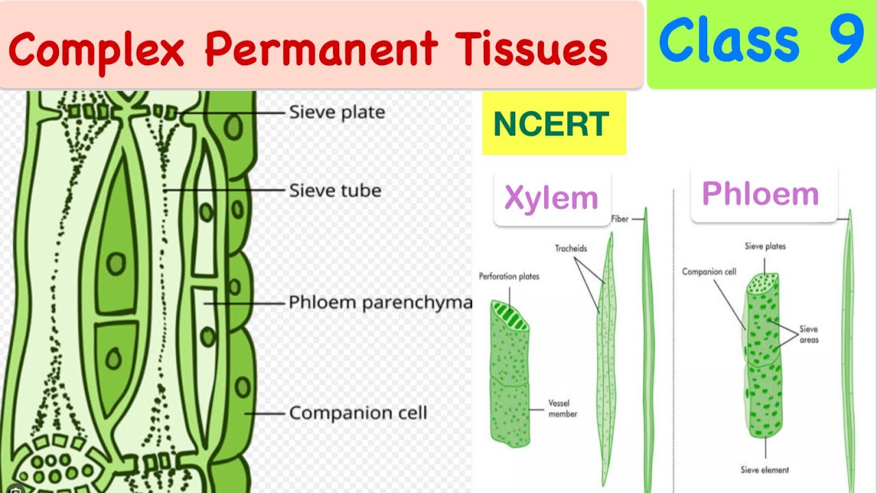 Tissue/Complex Permanent tissue /Plant tissue Part-3/Biology class 9 ...
