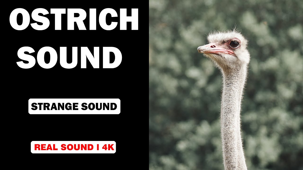 Real Ostrich Sounds | High Quality | Strange Ostrich Sound Experience ...