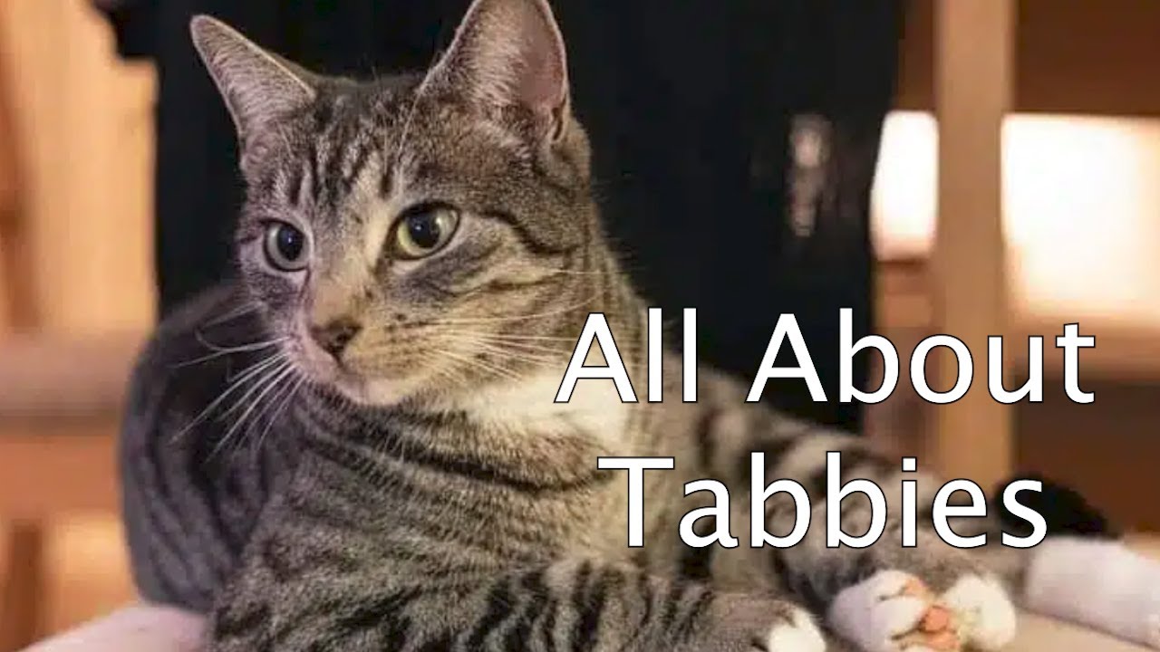 All About Tabbies - YouTube
