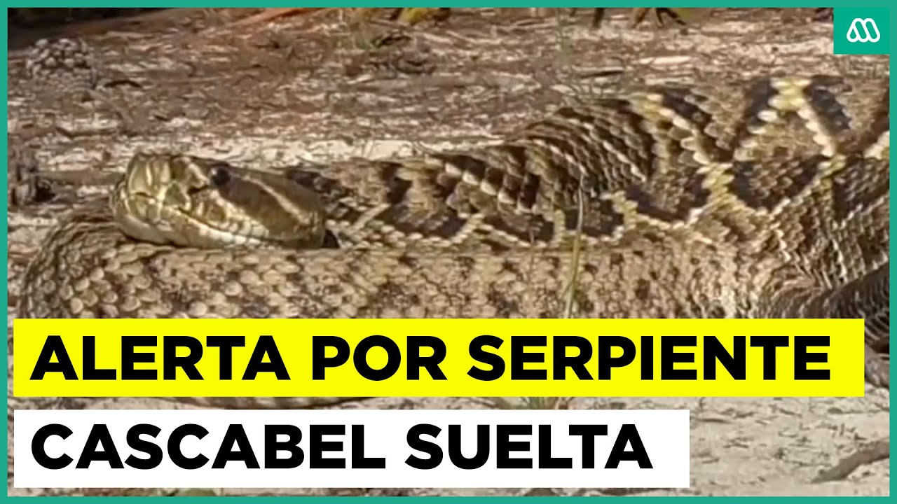 Serpiente cascabel suelta en San Antonio: veneno puede ser mortal y no ...