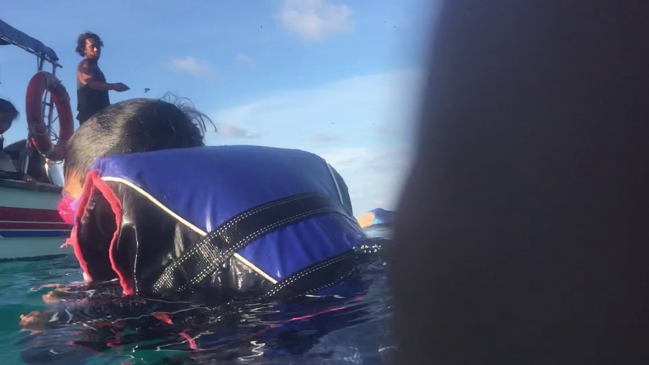 Swim with turtles at Taaras Redang - YouTube