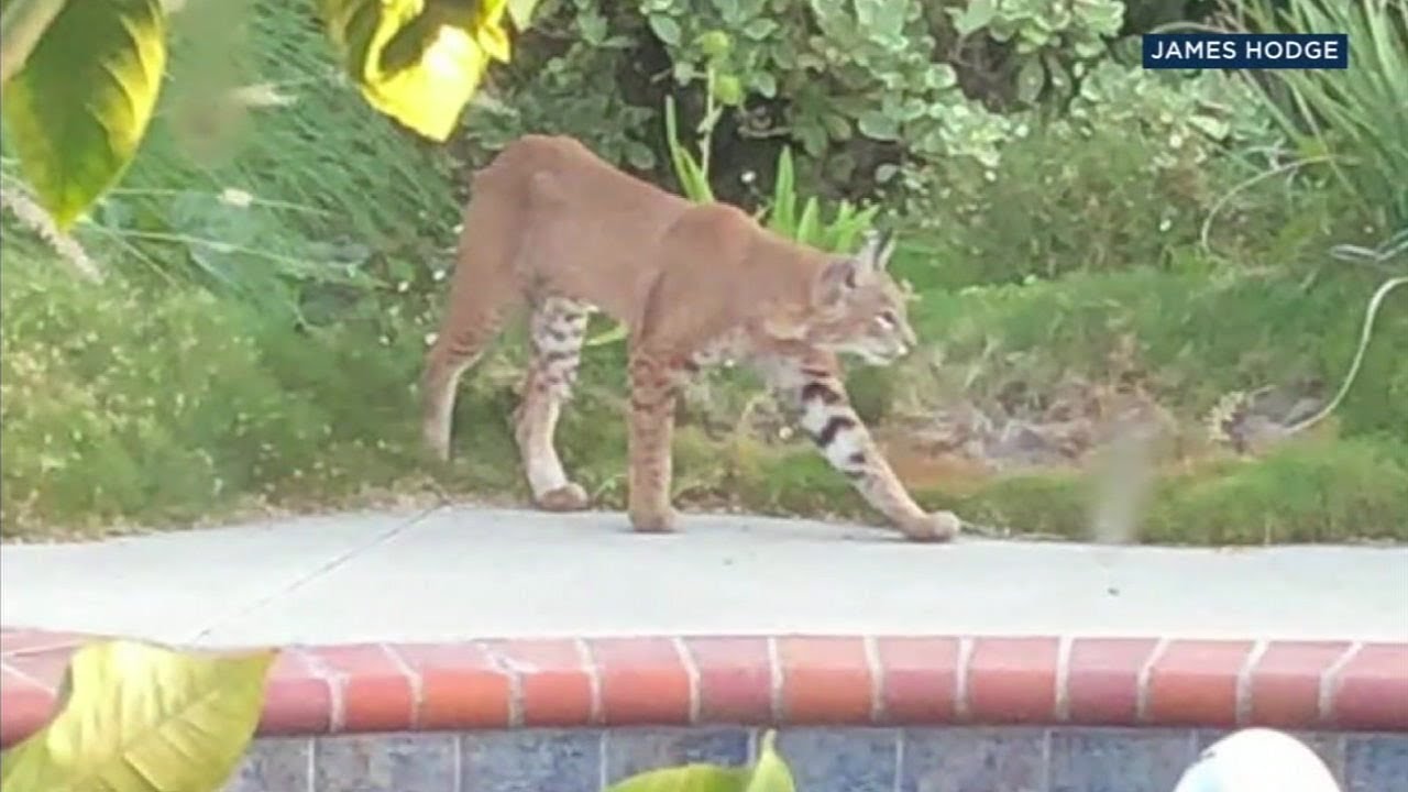 VIDEO: Family captures wild cats in their backyard | ABC7 - YouTube