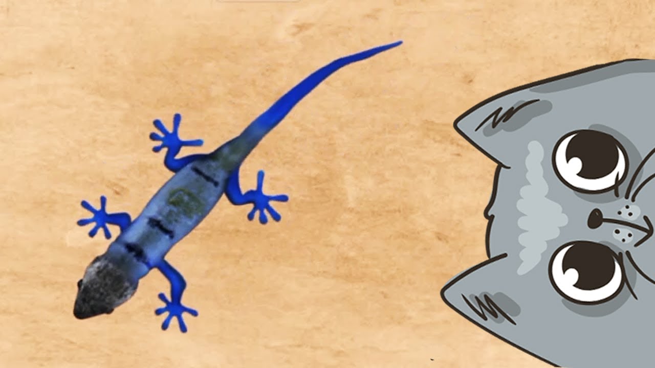 CAT GAMES | VIDEOS FOR CATS. Catch the blue crawling lizard! |1 HOUR ...
