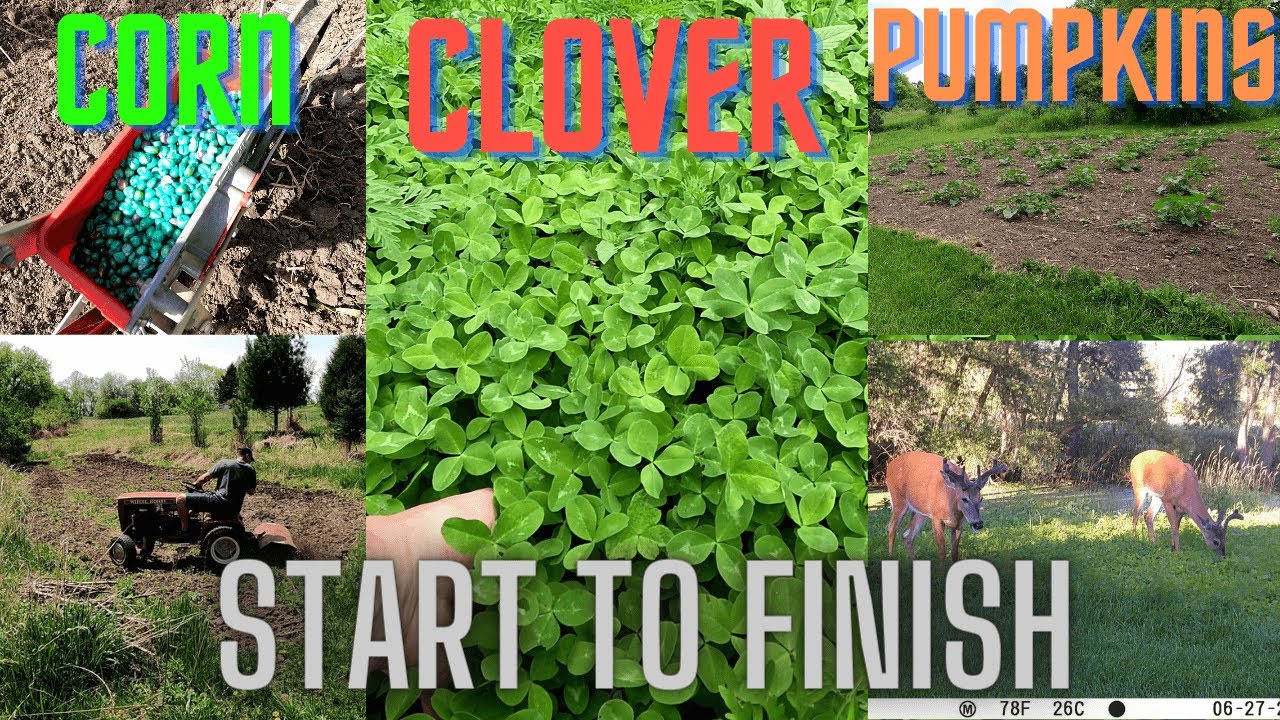 How to start food plot corn, clover and sweet baking pumpkins. Pumpkin ...