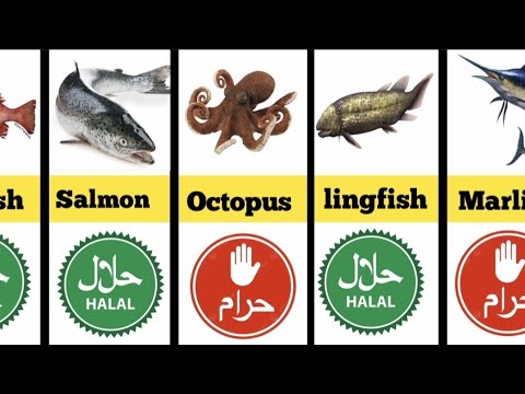 Halal And Haram Fish Meat in islam Halal Food - YouTube