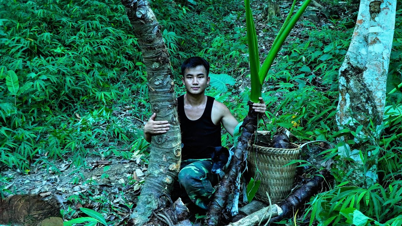 Young man harvests giant taro and traditional medicine | Thanh Duong ...