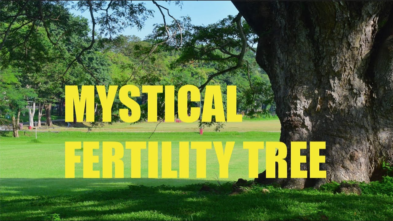 MYSTICAL FERTILITY TREE: Majestic 100-year old Acacia tree [Relaxation ...