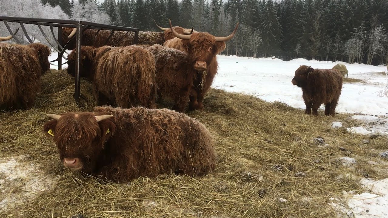 Scottish Highland Cattle In Finland: Cows eating and chilling out - YouTube