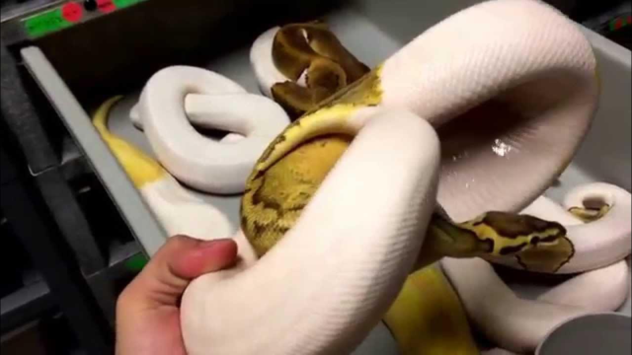 Wicked Pythons- Pied Ball Python Combos - YouTube