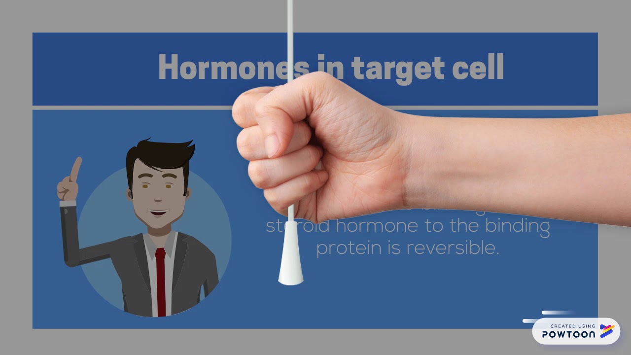Cardiovascular system homeostasis - YouTube